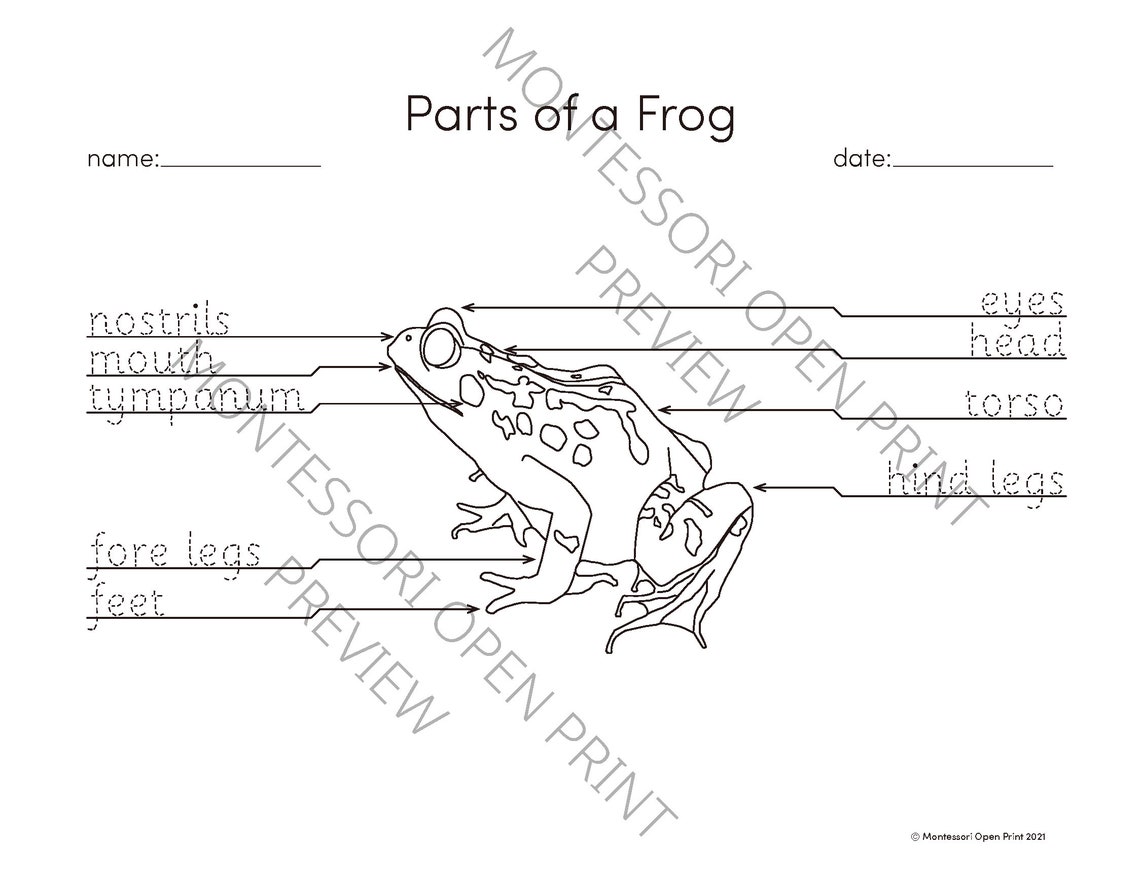 Montessori 3 Part Cards and Definitions Parts of the Frog - Etsy UK
