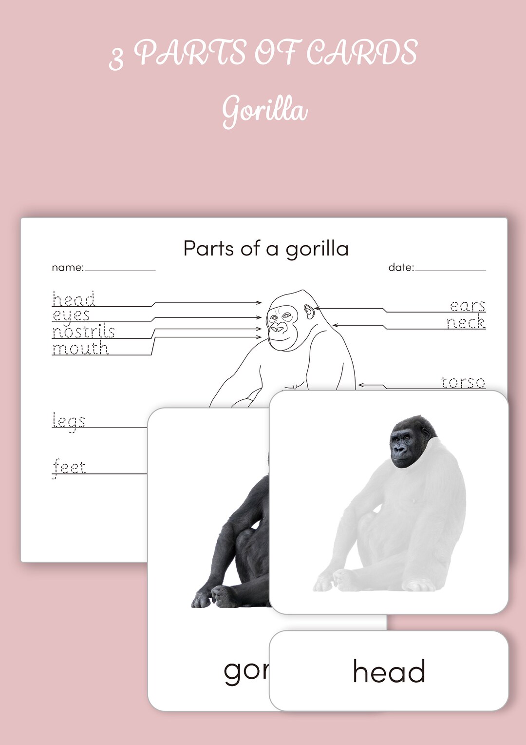 Montessori 3 Part Cards Parts of a Gorilla - Etsy