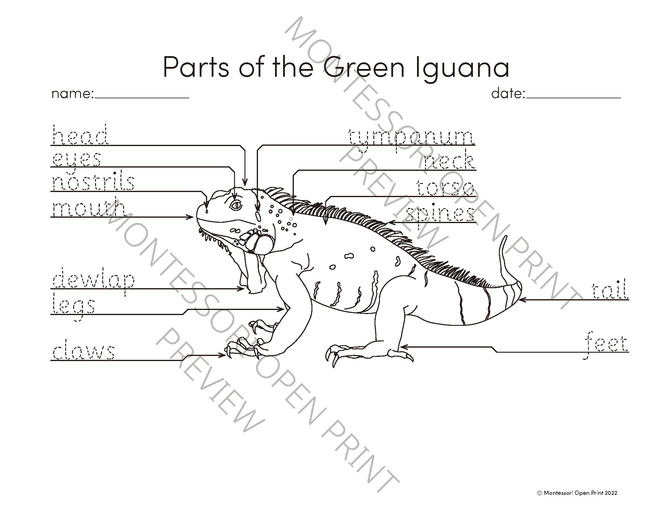 Montessori 3 Part Cards Parts of a Green Iguana - Etsy