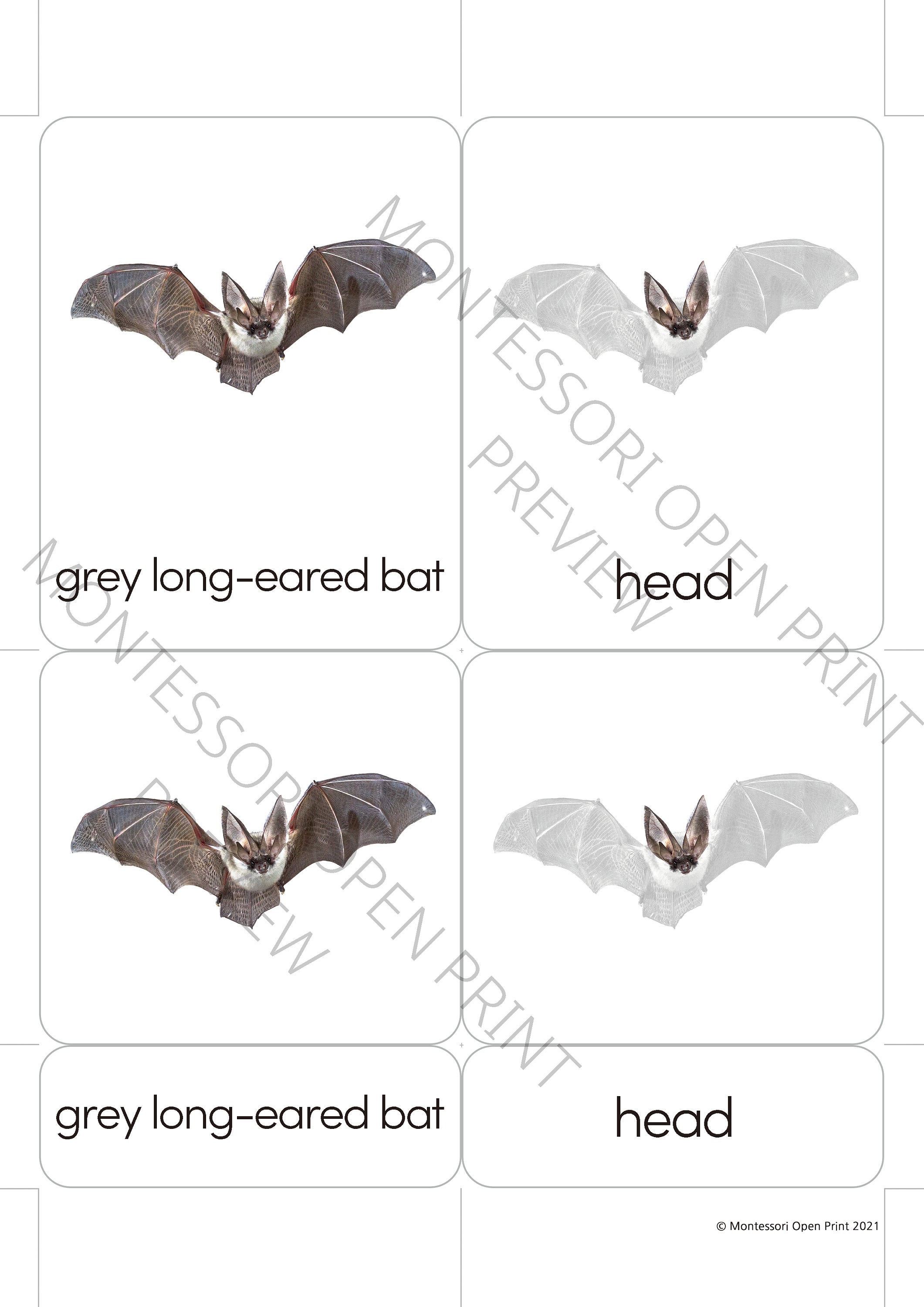 Montessori 3 Part Cards Parts of a Grey Long-eared Bat - Etsy