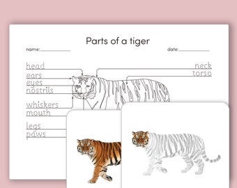 Parts of a Tiger Nomenclature 3-part Cards Zoology Printable Montessori ...