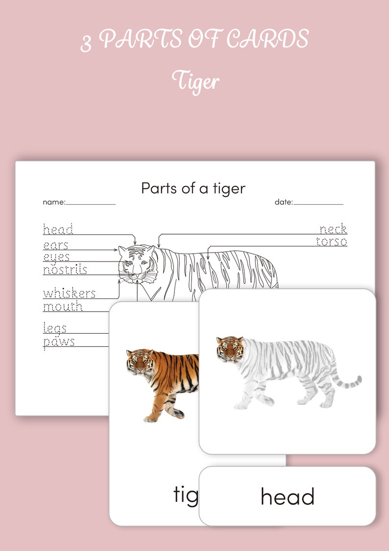 Montessori 3 Part Cards Parts of a Tiger - Etsy