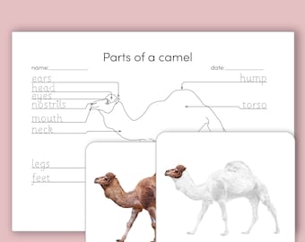 Montessori 3 Part Cards Parts of a Camelbactrian - Etsy