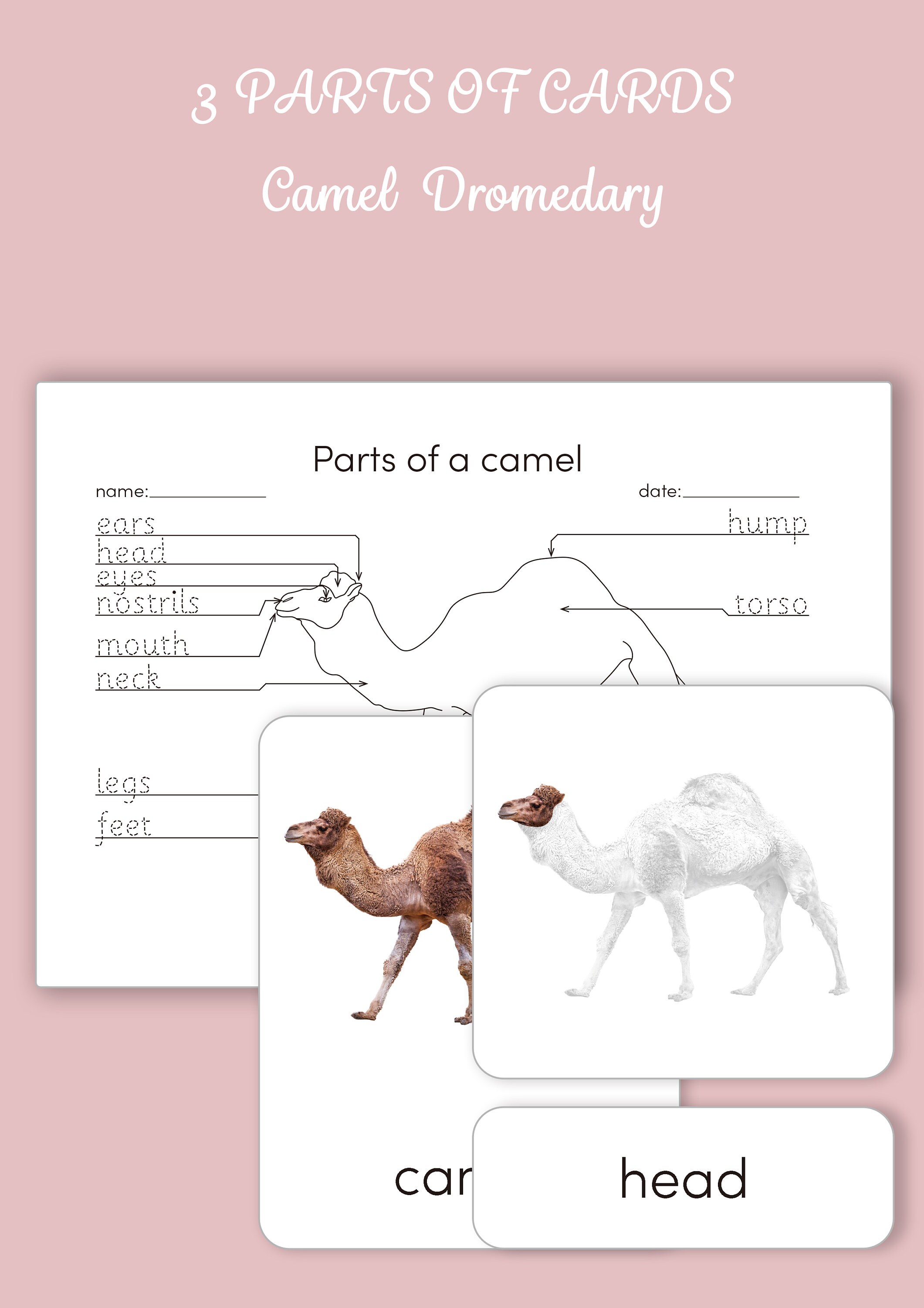 Montessori 3 Part Cards Parts of a Cameldromedary - Etsy