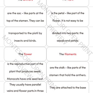 Montessori 3 Part Cards and Definitions Parts of the Monocot - Etsy Canada