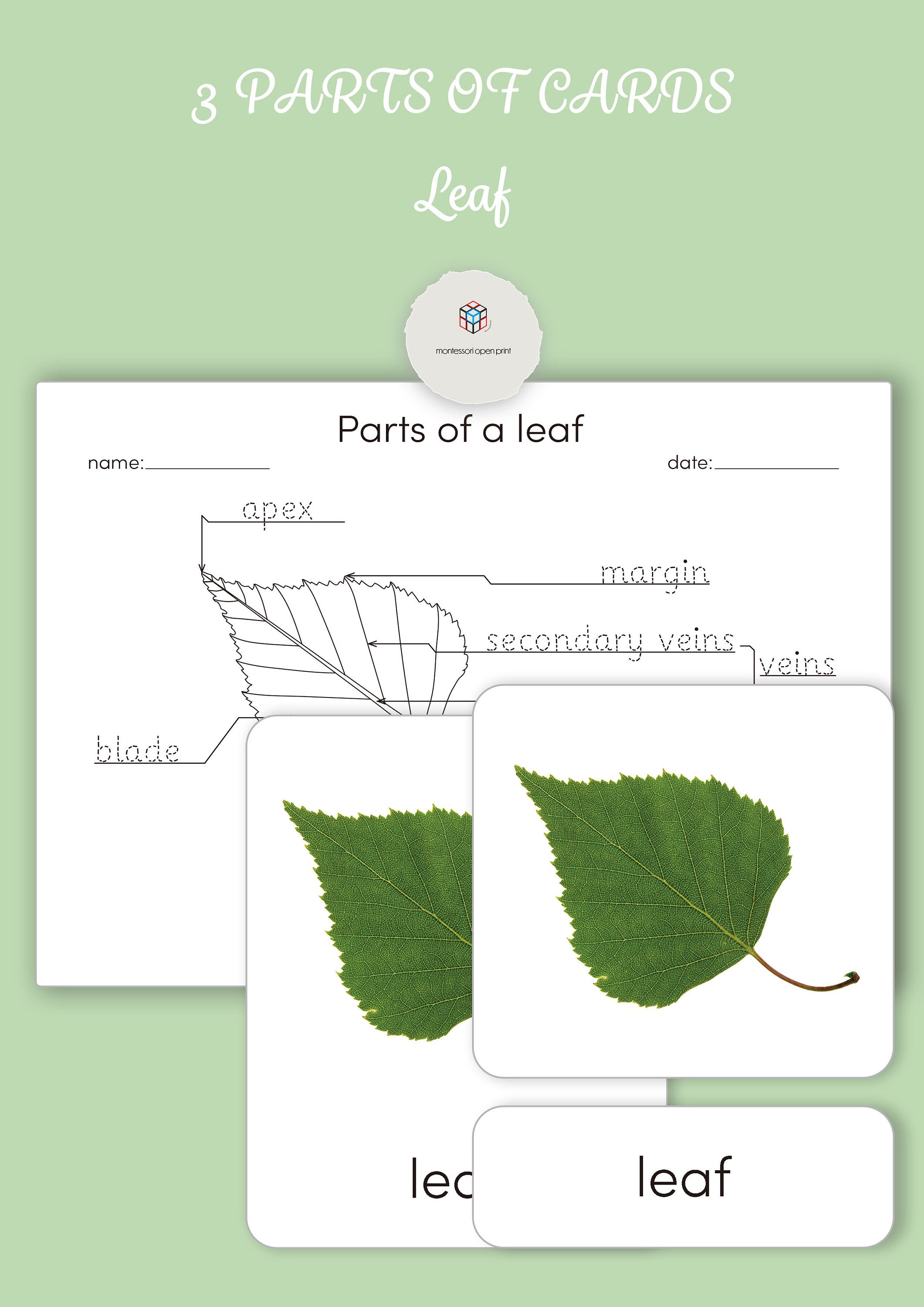Montessori 3 Part Cards Parts of a Leaf | Etsy