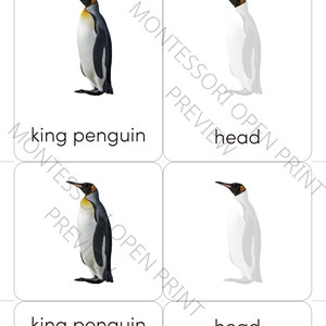 Montessori 3 Part Cards Parts of a King Penguin - Etsy
