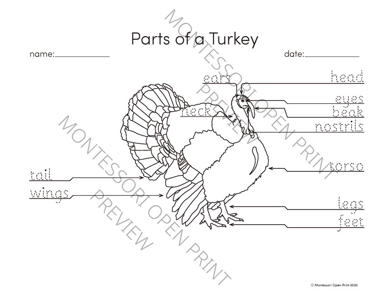 Montessori 3 Part Cards Parts of a Turkey - Etsy