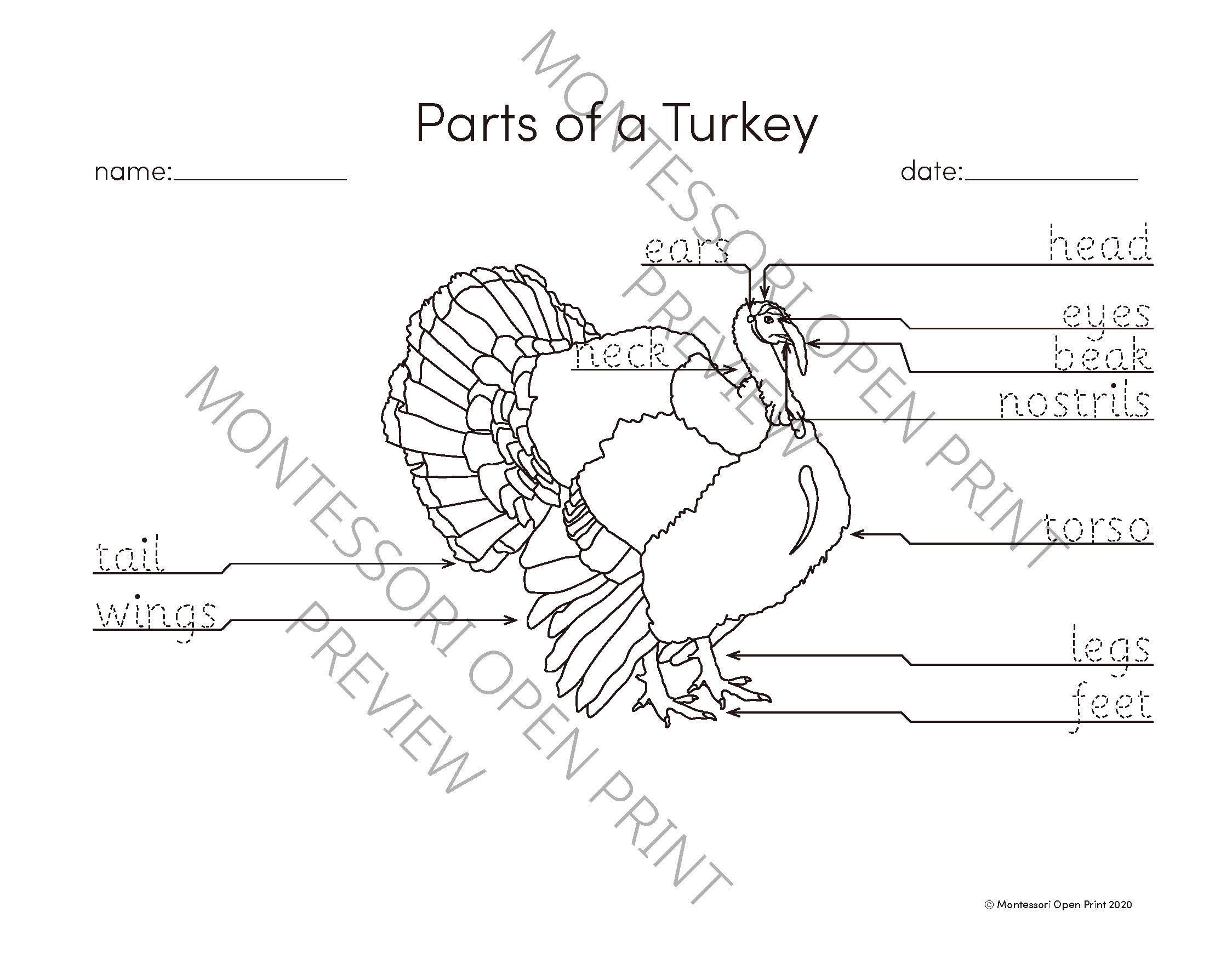 Montessori 3 Part Cards Parts of a Turkey - Etsy