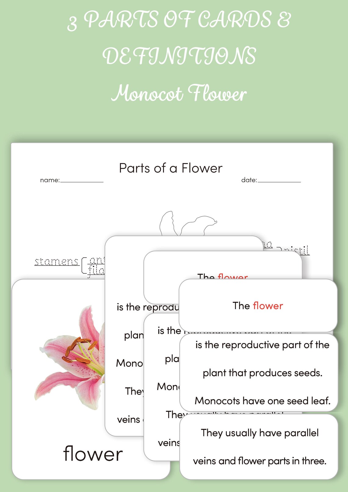 Montessori 3 Part Cards and Definitions Parts of the Monocot - Etsy Canada