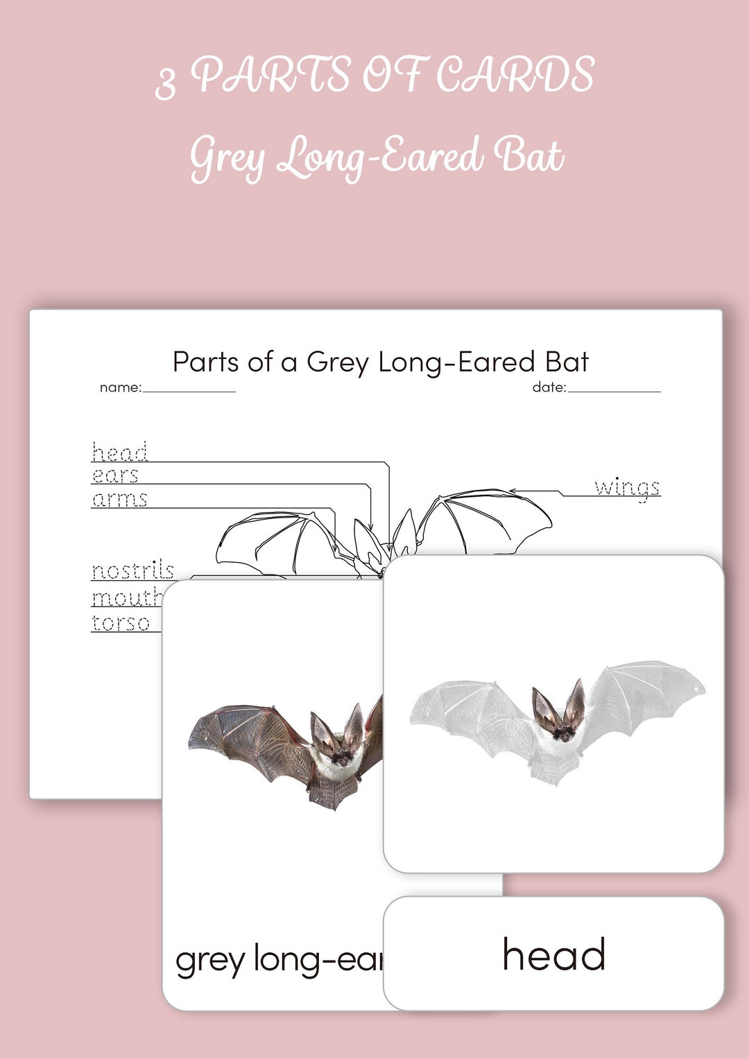 Montessori 3 Part Cards- Parts of a Grey Long-eared Bat - Etsy