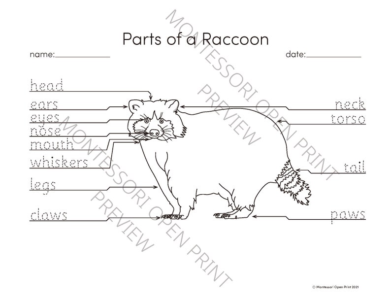 Montessori 3 Part Cards - Parts of a Raccoon - Etsy