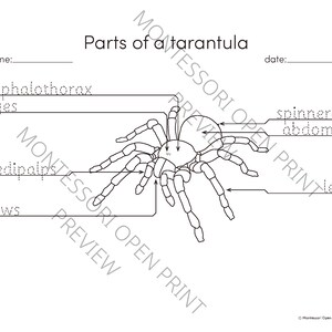 Montessori 3 Part Cards Parts of a Tarantula - Etsy
