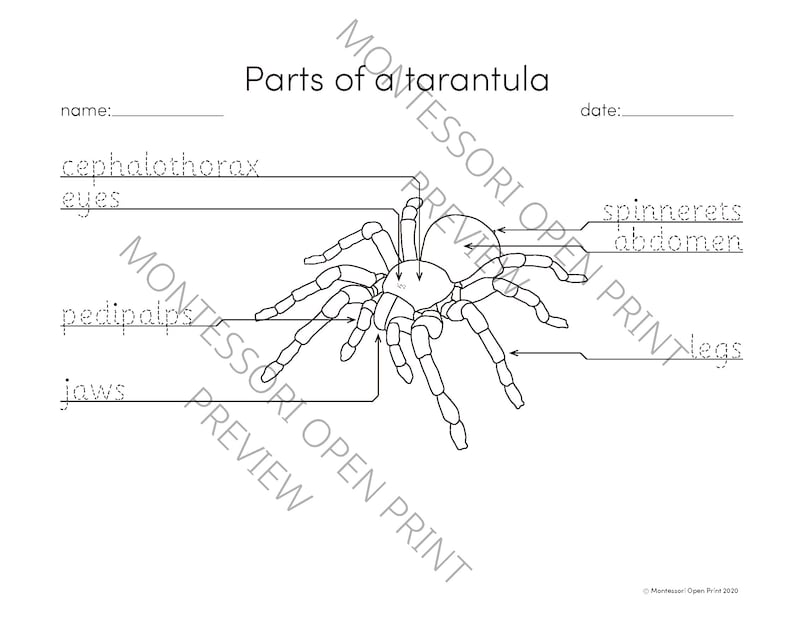Montessori 3 Part Cards Parts of a Tarantula - Etsy