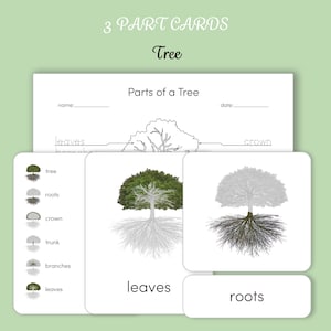 Montessori 3 Part Cards- Parts of a Tree - Etsy
