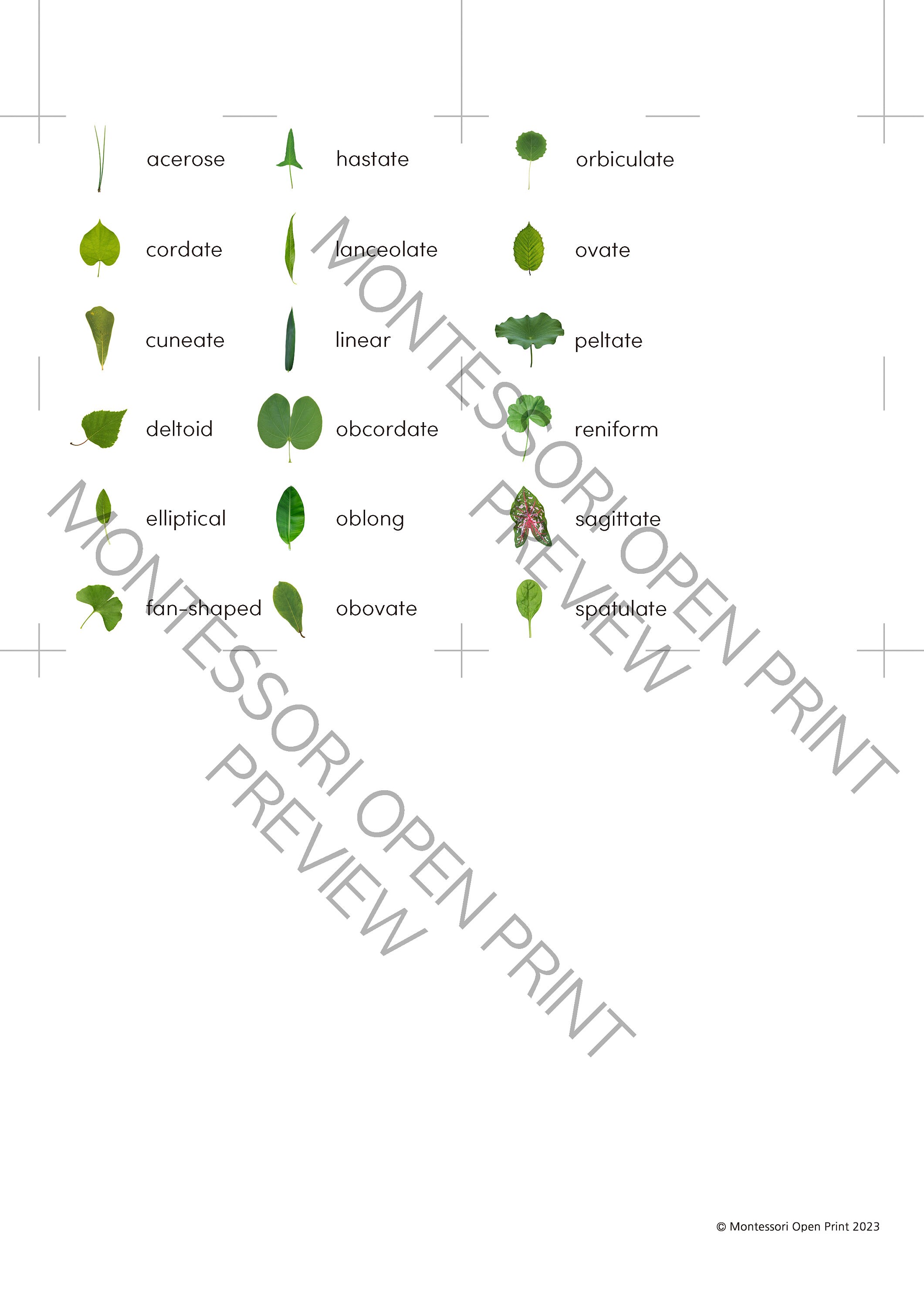Montessori 3 Part Cards and Definitions Leaf Shapes - Etsy