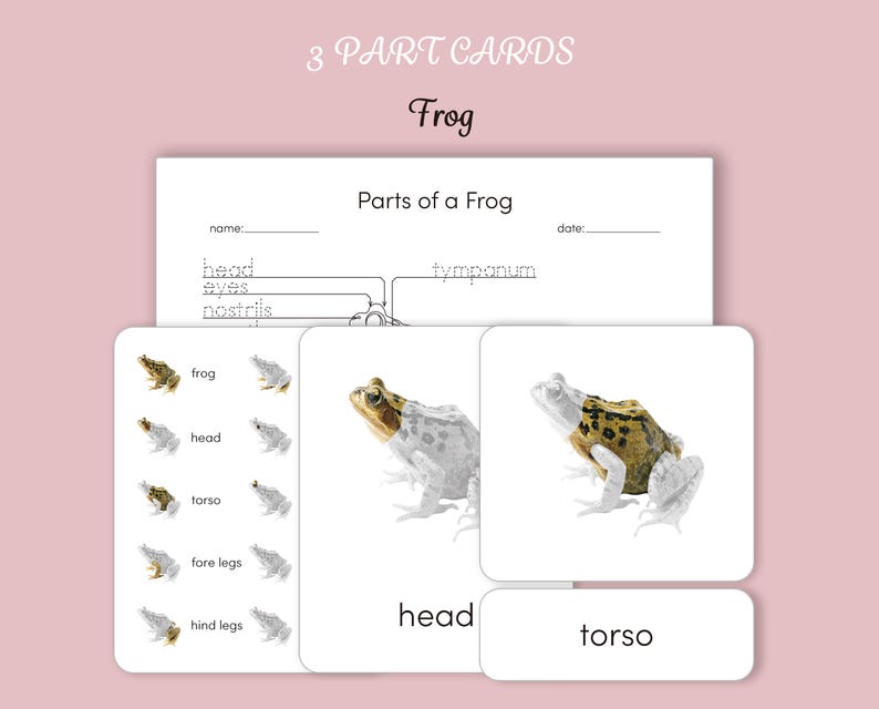 Montessori 3 Part Cards Parts of a Frog - Etsy