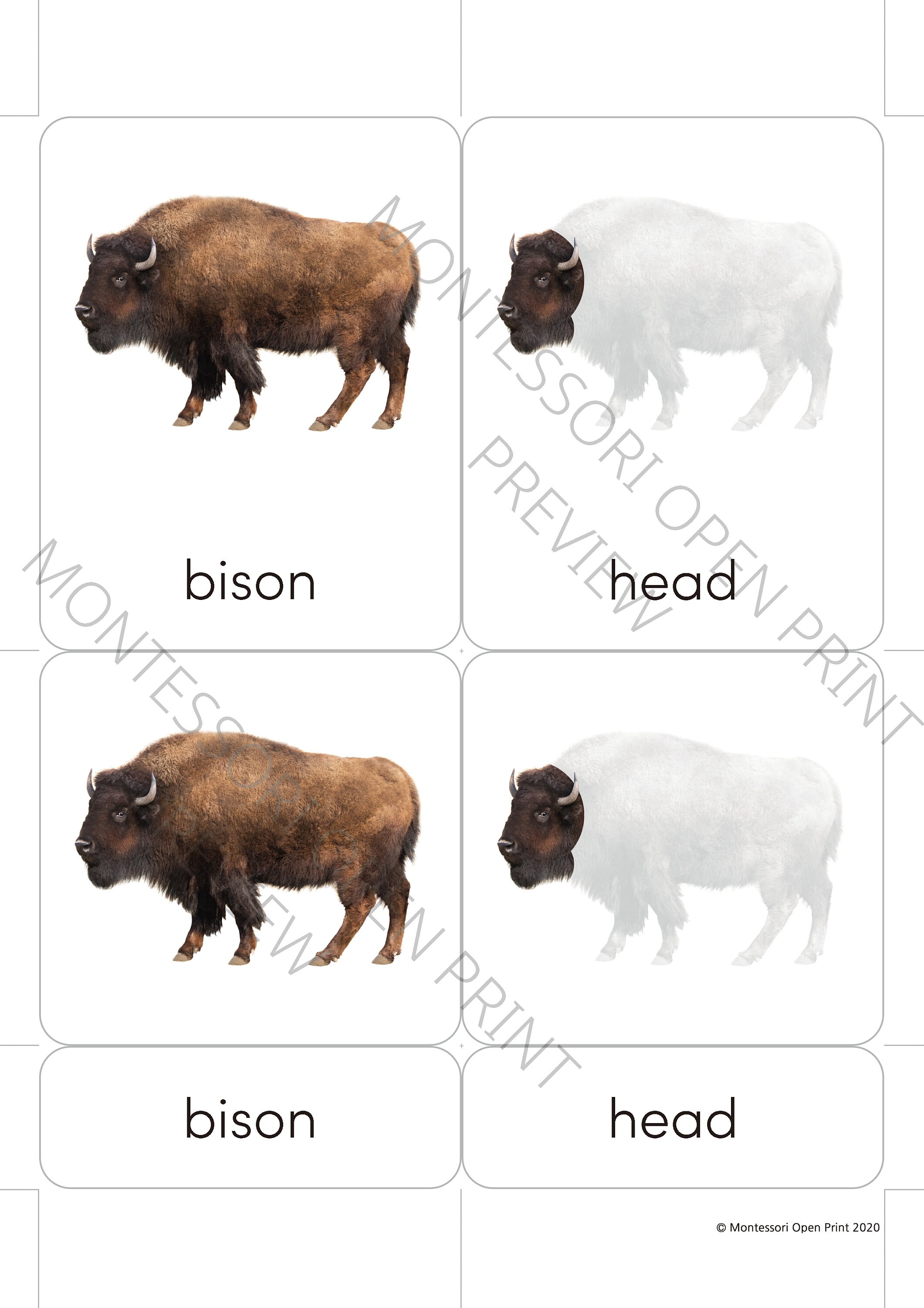 Montessori 3 Part Cards Parts of a Bison - Etsy