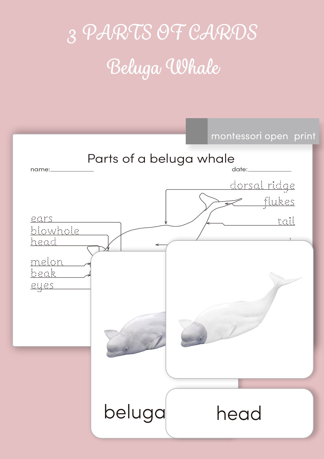 Montessori 3 Part Cards Parts of a Beluga Whale - Etsy