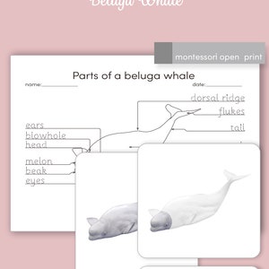 Montessori 3 Part Cards Parts of a Beluga Whale - Etsy