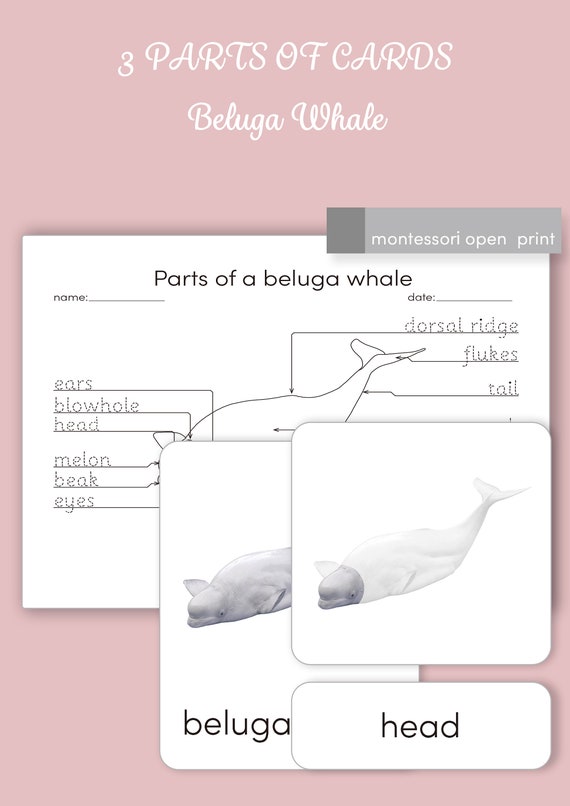 Montessori 3 Part Cards Parts of a Beluga Whale | Etsy
