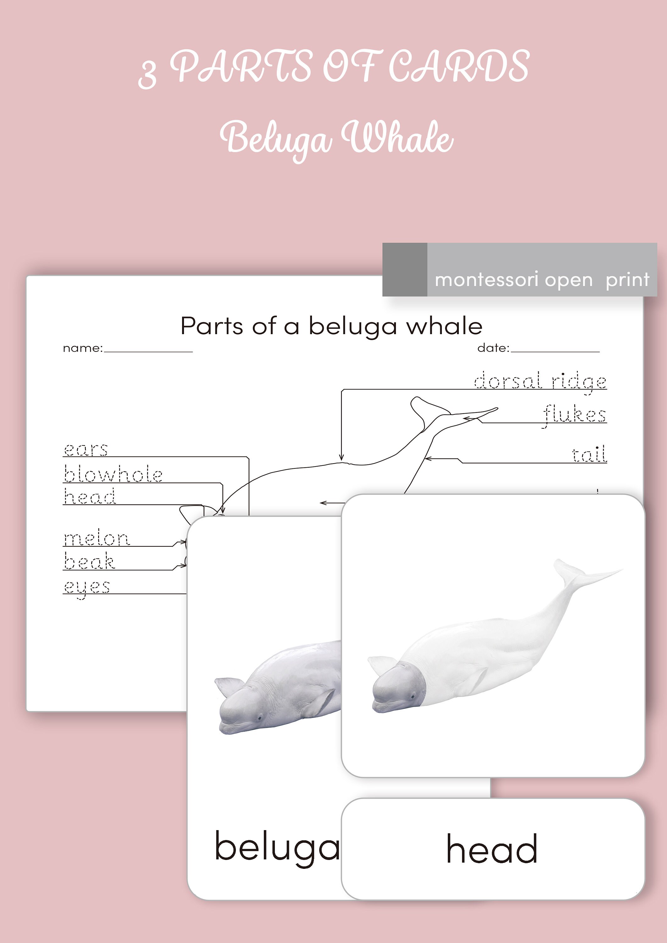 Montessori 3 Part Cards Parts of a Beluga Whale - Etsy
