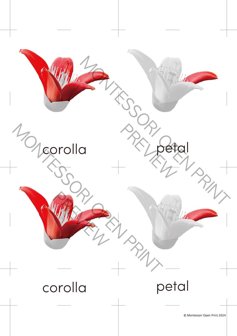 Montessori 3 Part Cards and Definitions Parts of the Dicot Flower - Etsy