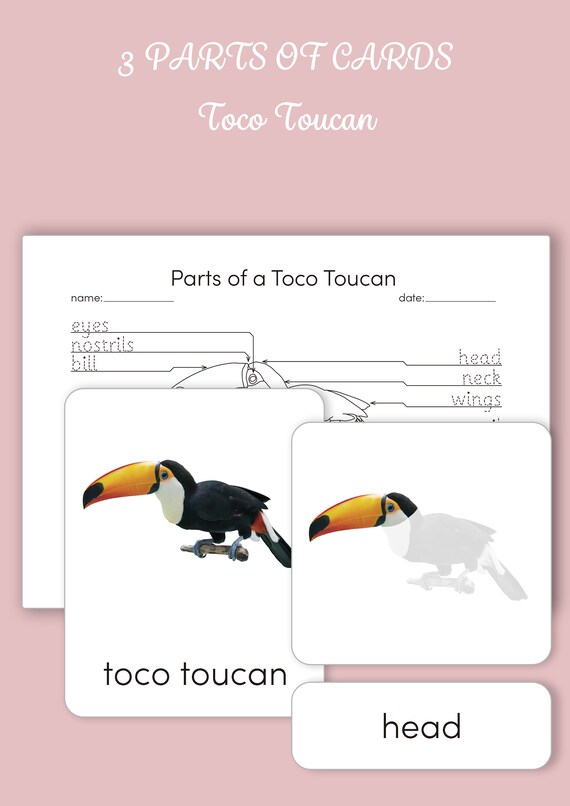 Montessori 3 Part Cards Parts of a Toco Toucan | Etsy