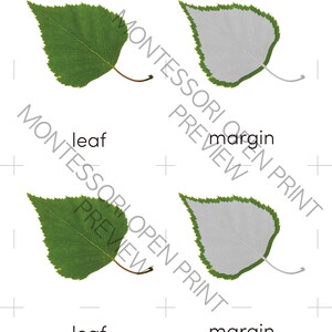 Montessori 3 Part Cards Parts of a Leaf - Etsy
