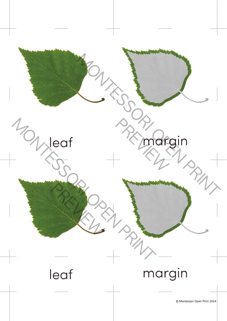 Montessori 3 Part Cards Parts of a Leaf - Etsy