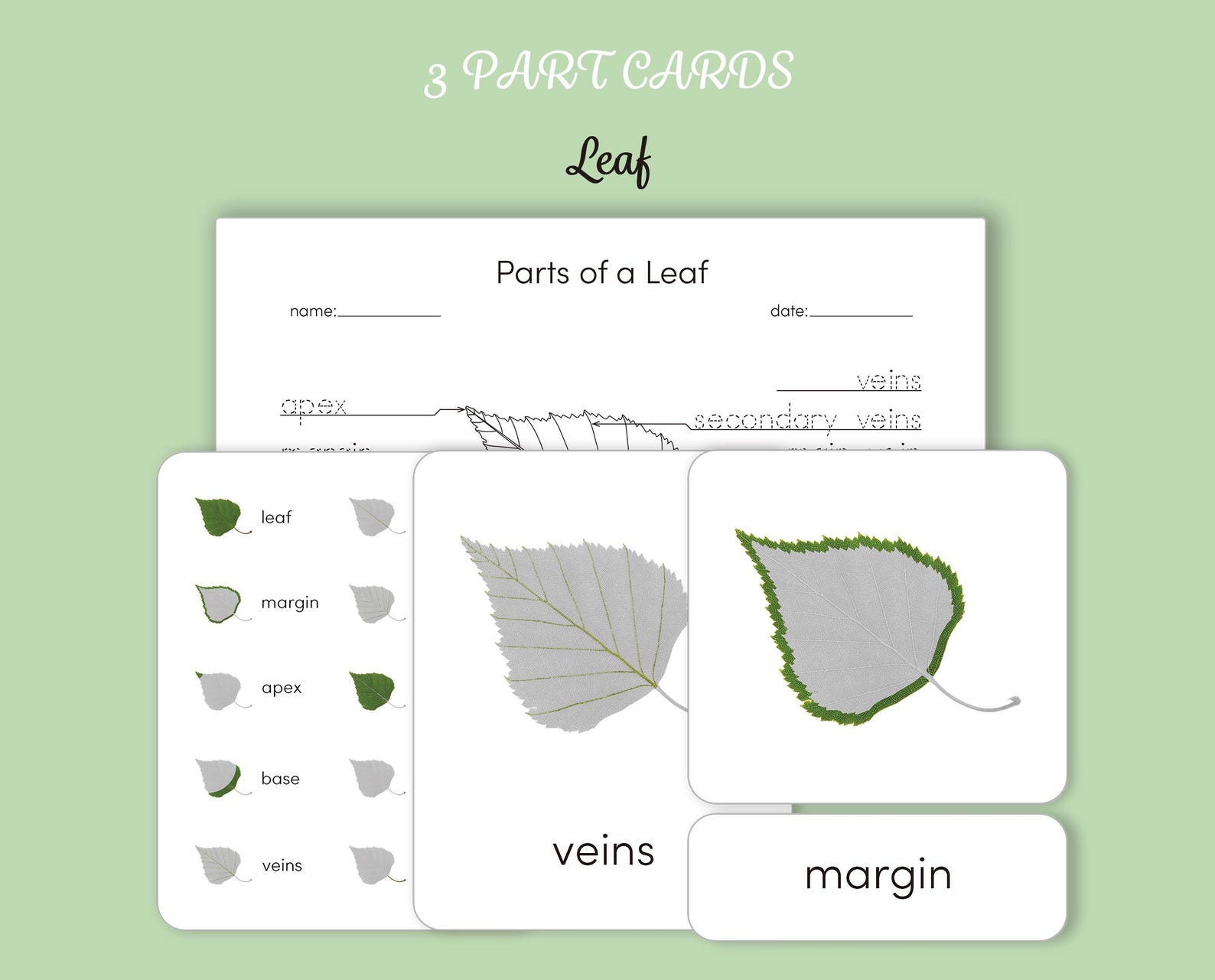 Montessori 3 Part Cards Parts of a Leaf - Etsy