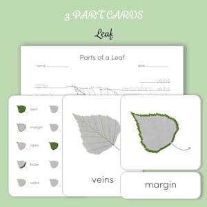 Montessori 3 Part Cards Parts of a Leaf - Etsy
