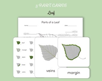 Montessori 3 Part Cards Parts of a Lion - Etsy