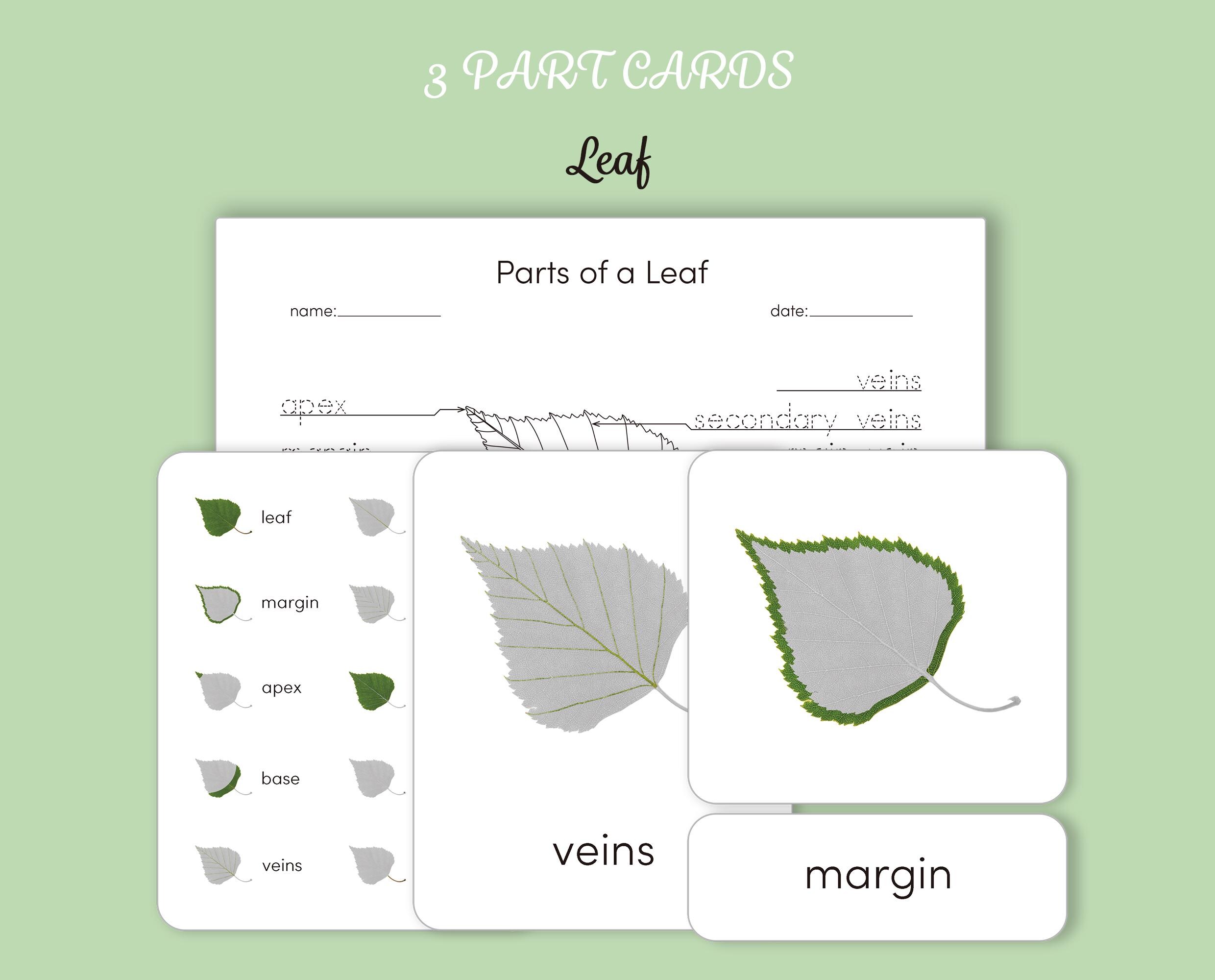Montessori 3 Part Cards Parts of a Leaf - Etsy