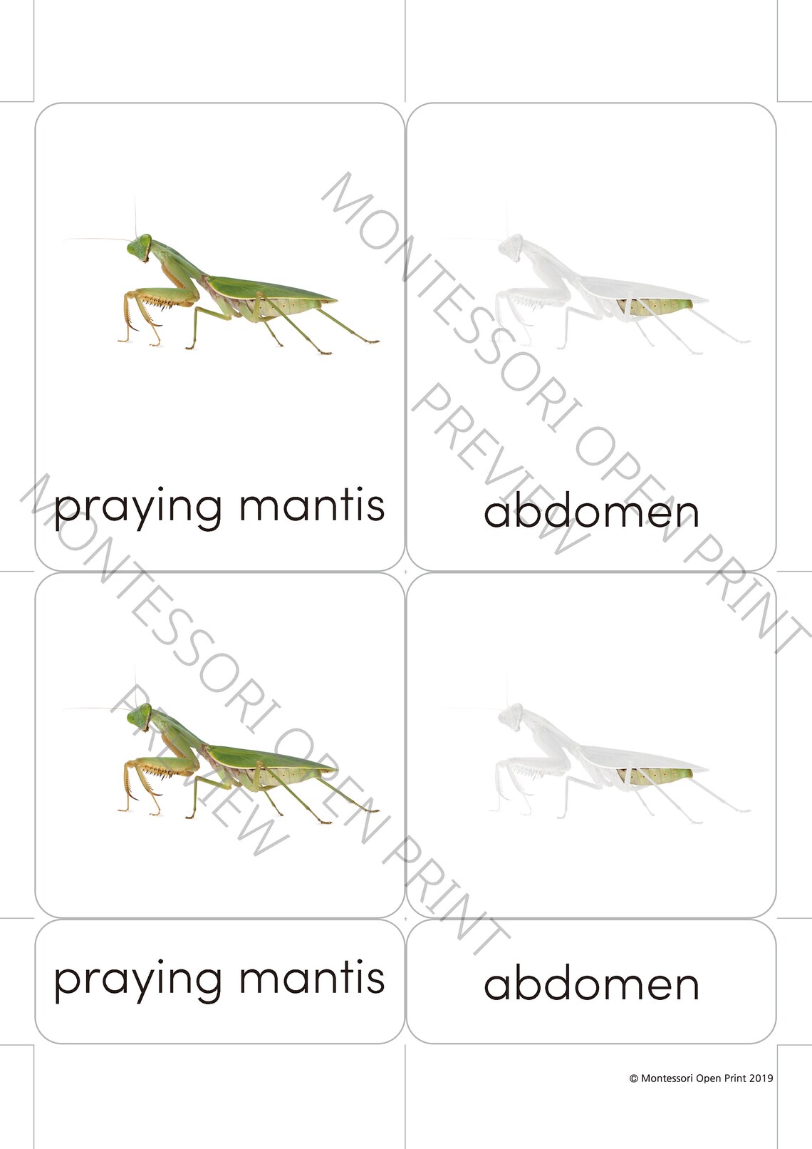 Montessori 3 Part Cards- Parts of a Praying Mantis - Etsy