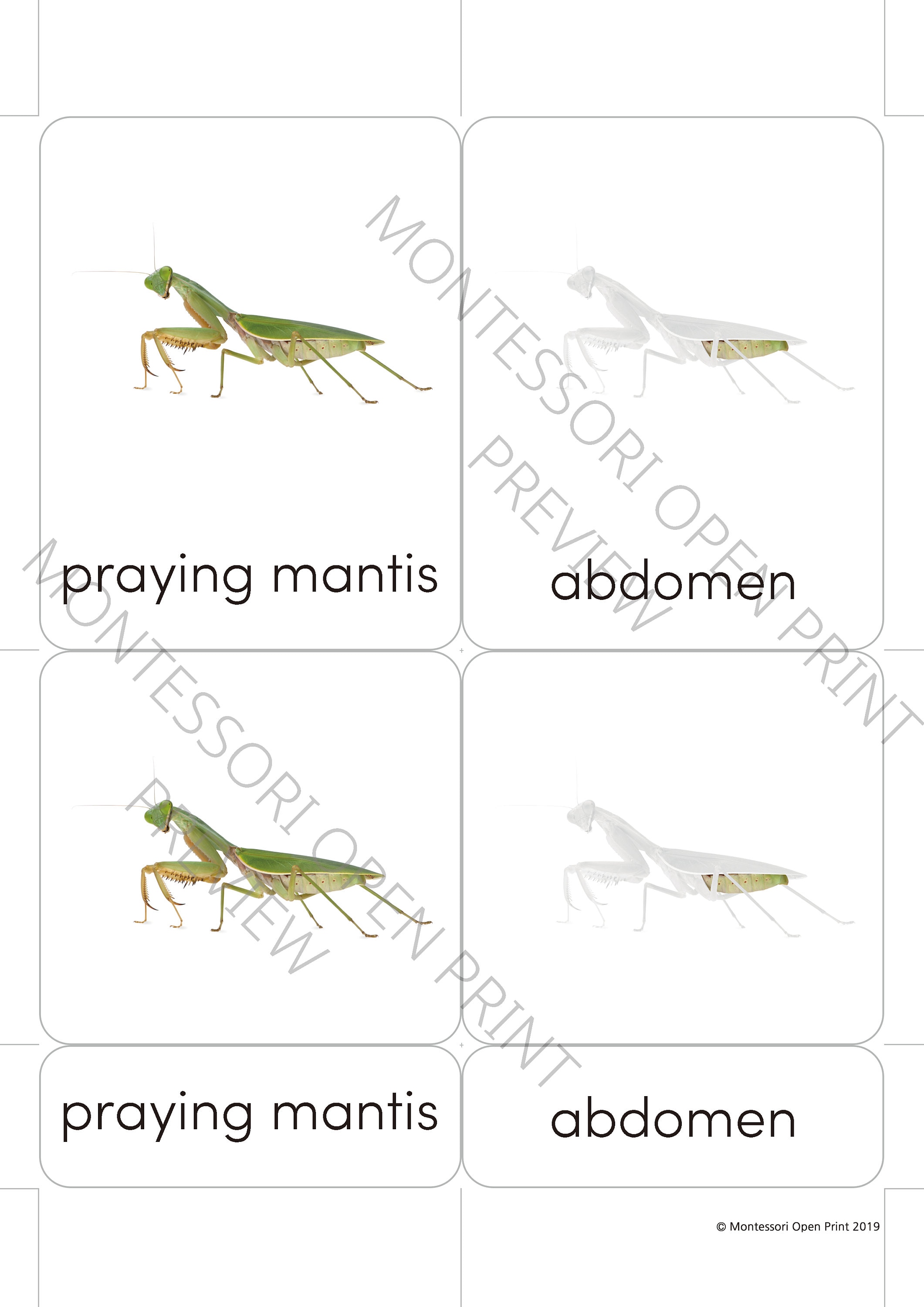 Montessori 3 Part Cards- Parts of a Praying Mantis - Etsy