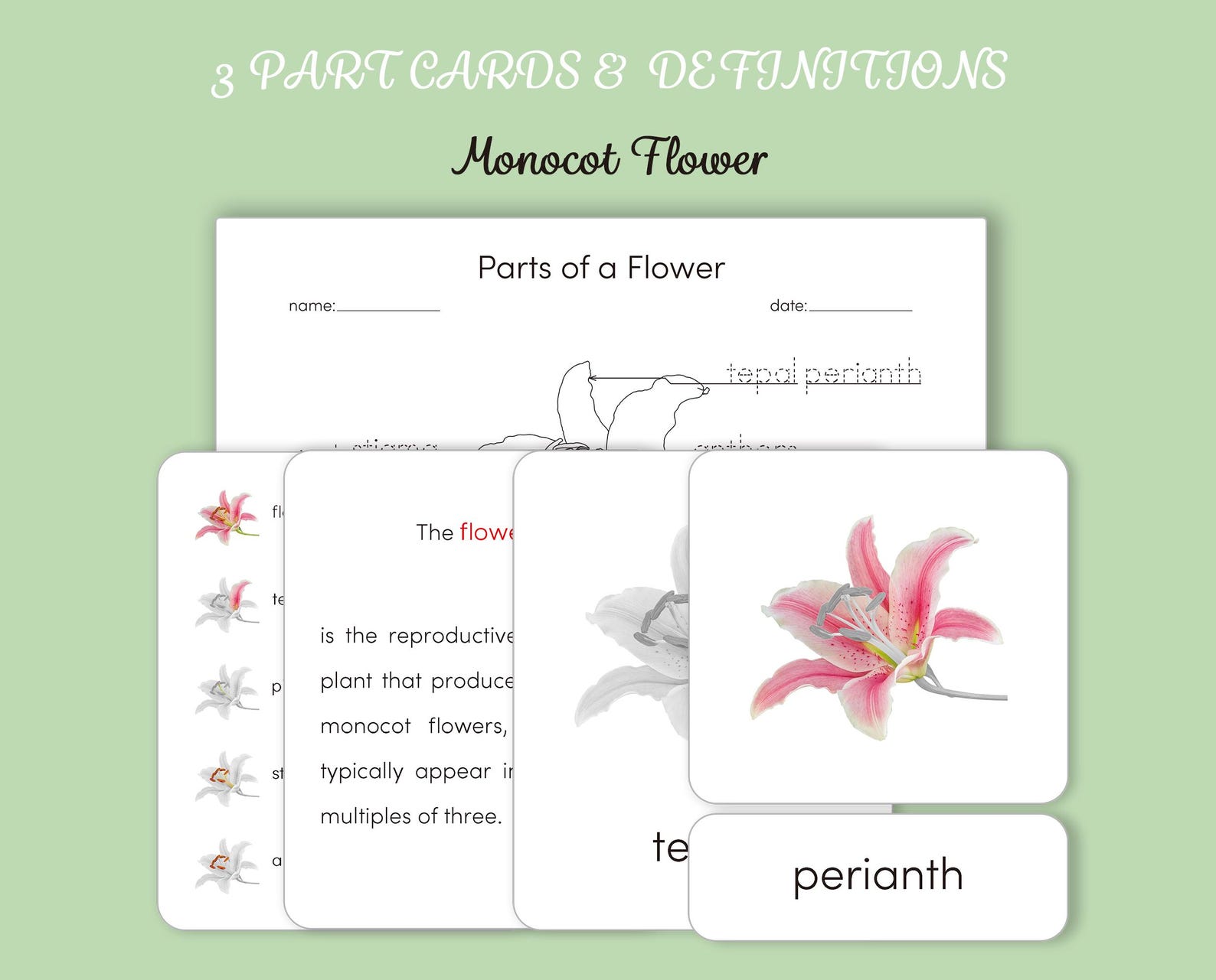 Montessori 3 Part Cards and Definitions Parts of the Monocot Flower - Etsy