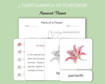 Montessori 3 Part Cards and Definitions Parts of the Dicot Flower - Etsy