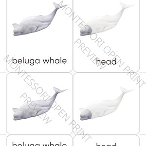 Montessori 3 Part Cards Parts of a Beluga Whale - Etsy