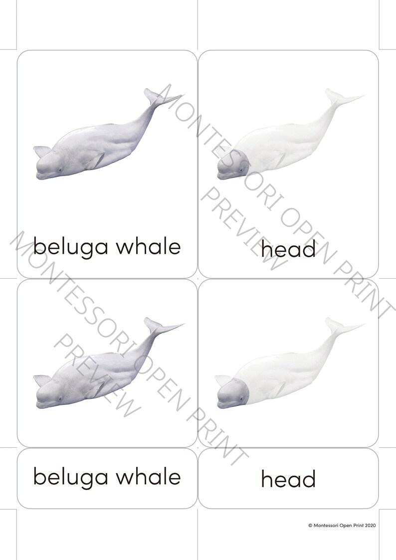 Montessori 3 Part Cards Parts of a Beluga Whale - Etsy