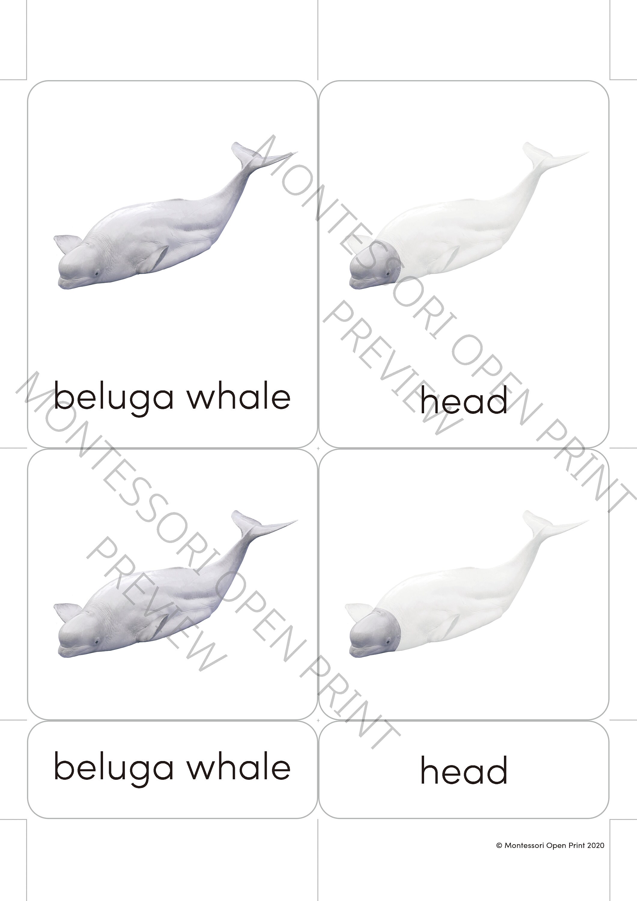 Montessori 3 Part Cards Parts of a Beluga Whale - Etsy