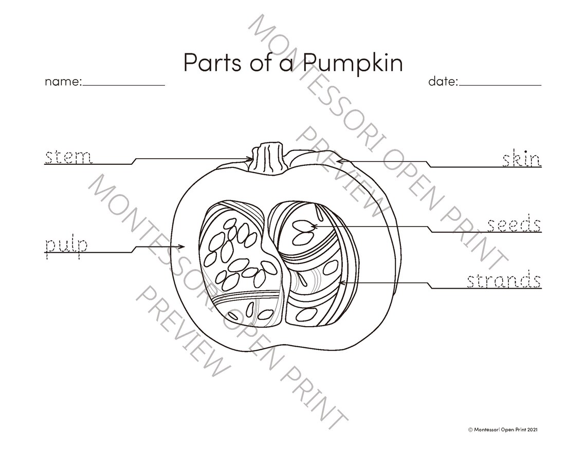 Montessori 3 Part Cards Parts of a Pumpkin - Etsy