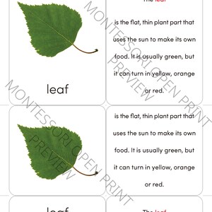 Montessori 3 Part Cards and Definition Cards Parts of the Leaf - Etsy