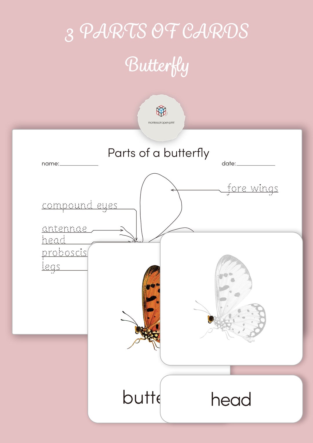 Montessori 3 Part Cards Parts of a Butterfly - Etsy