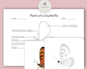 Parts of a Spider Nomenclature 3-part Cards RED Montessori - Etsy