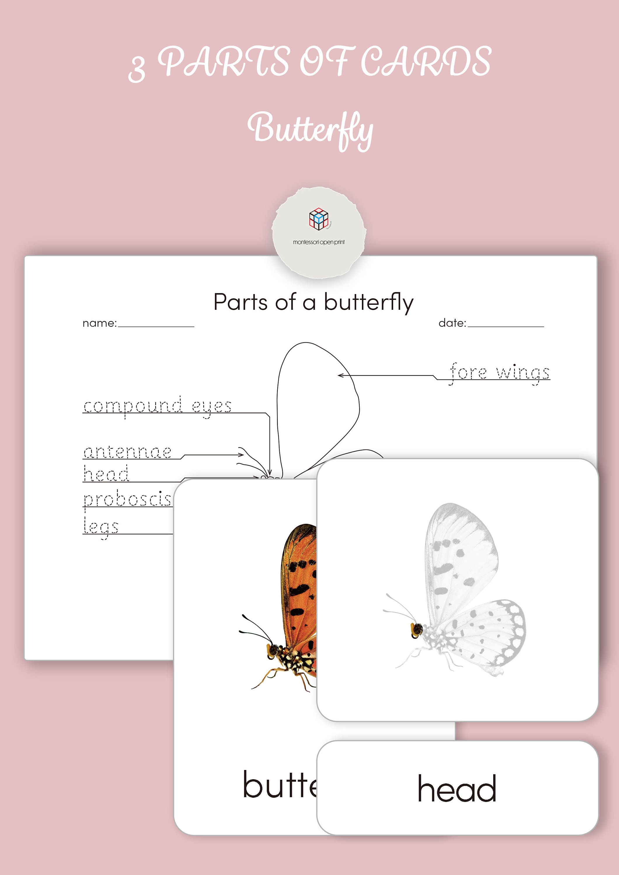 Montessori 3 Part Cards Parts of a Butterfly - Etsy