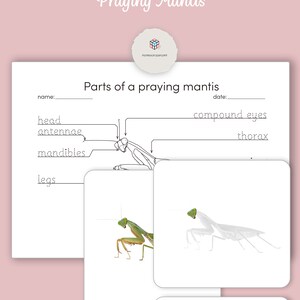 Montessori 3 Part Cards- Parts of a Praying Mantis - Etsy