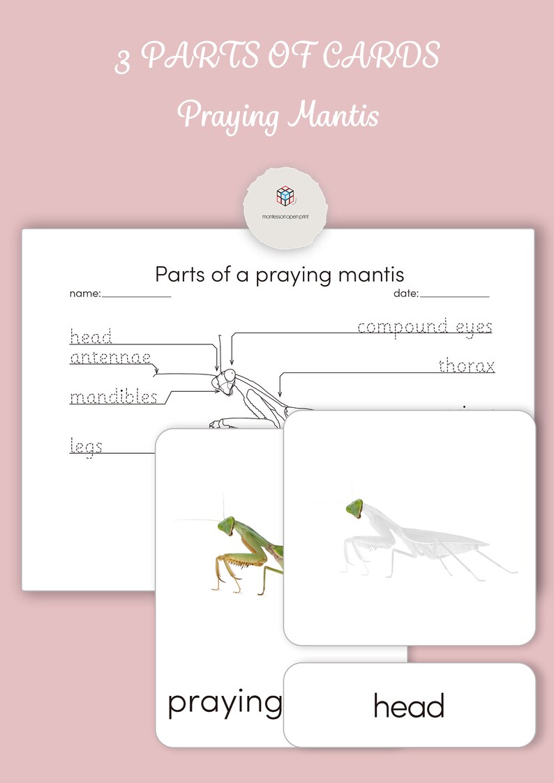 Montessori 3 Part Cards- Parts of a Praying Mantis - Etsy