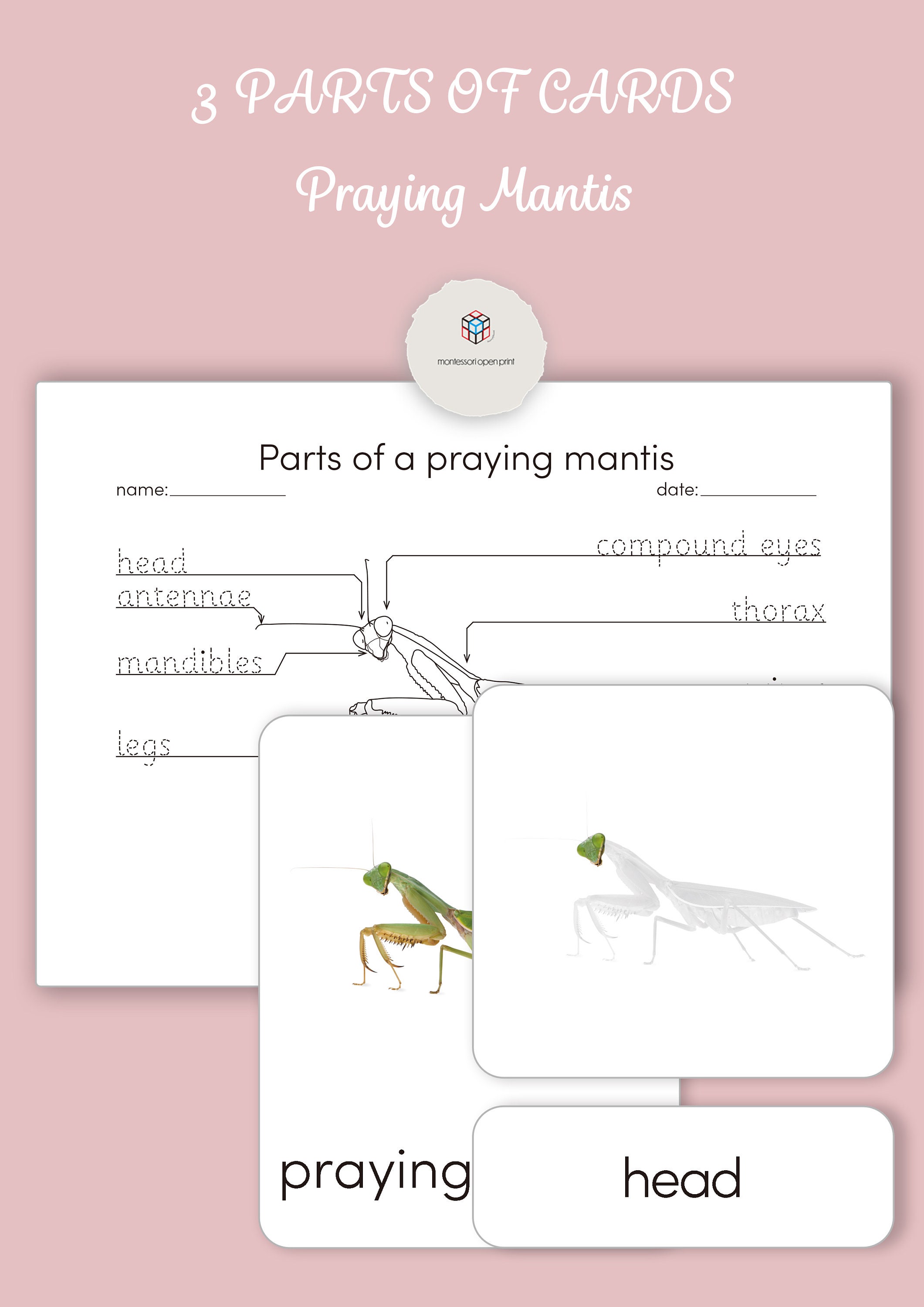 Praying Mantis Life Cycle Worksheet