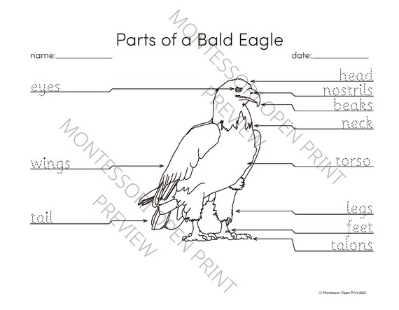 Label Parts Of A Bald Eagle